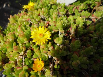 Delosperma nubigenum — Pépinière Beauregard