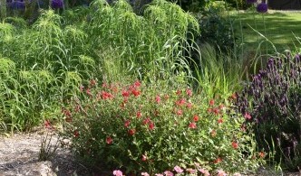 Salvia microphylla 'Grahamii' — Pépinière Beauregard