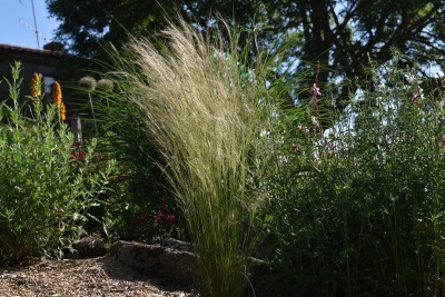 Stipa tenuifolia (cheveux d'ange) — Pépinière Beauregard