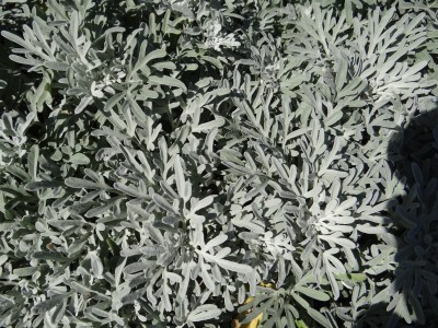 Artemisia stellariana 'Boughton Silver' — Pépinière Beauregard