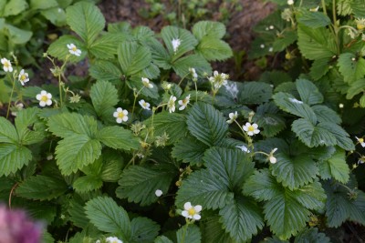 Fragaria vesca — Pépinière Beauregard