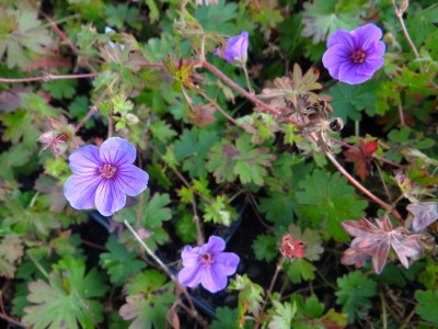 Geranium 'Dilys' — Pépinière Beauregard