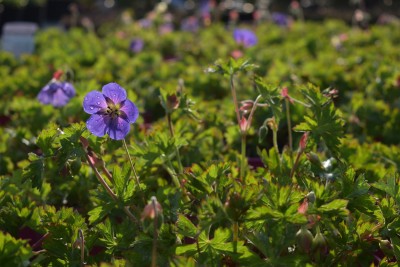 Geranium 'Rozanne' — Pépinière Beauregard
