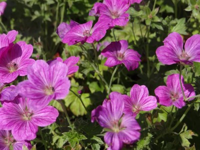 Geranium riversleaianum 'Russel Prichard' — Pépinière Beauregard