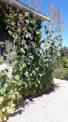 Macleaya cordata — Pépinière Beauregard