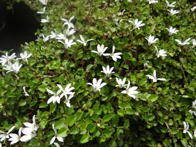 Pratia pedonculata 'Alba' — Pépinière Beauregard